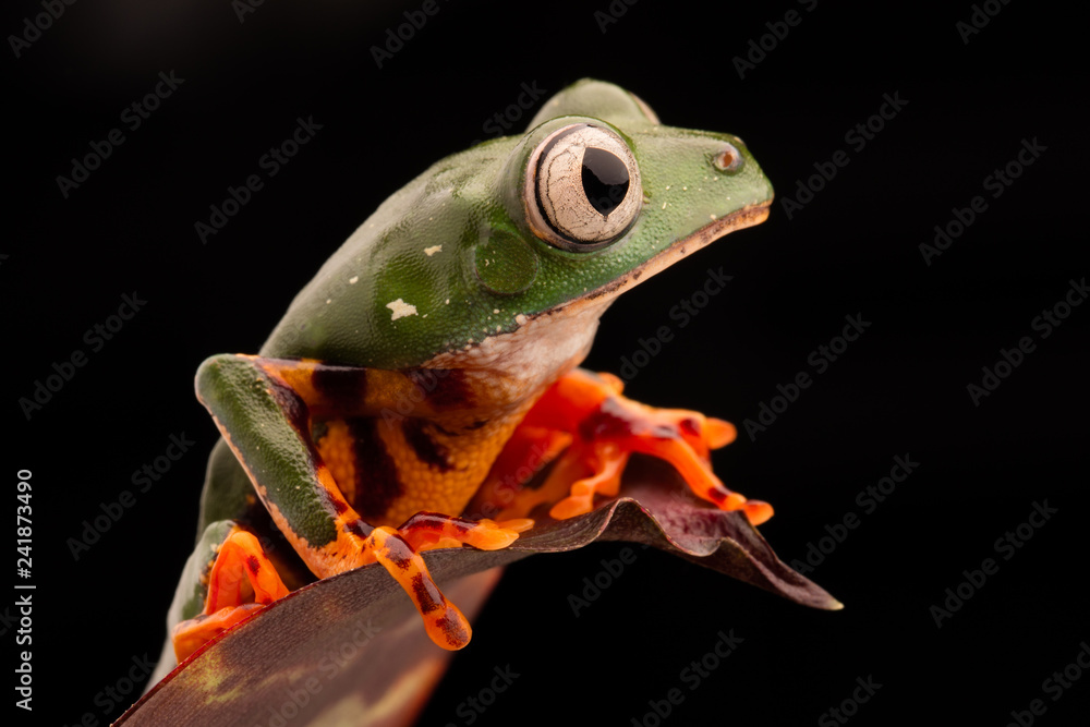 Tiger leg monkey tree frog, Phyllomadusa tomopterna. Tropical treefrog ...