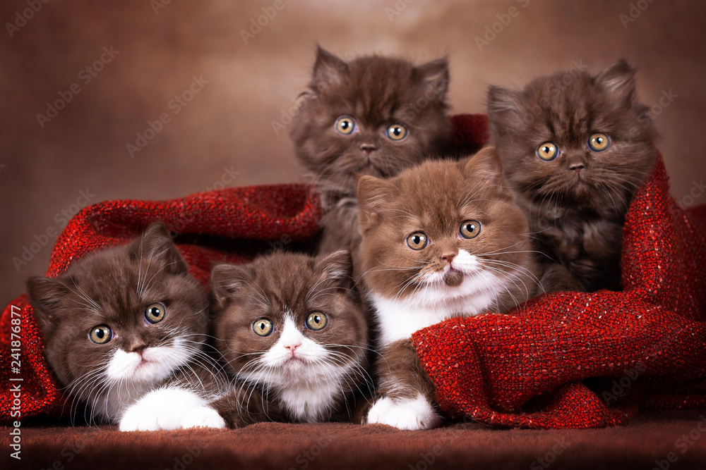 BKH und BLH Kitten Katzen Geschwister Wurf Stock Photo | Adobe Stock