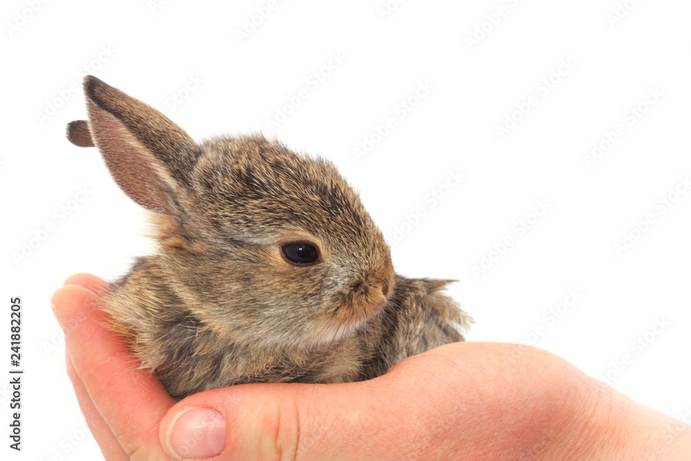 Baby White Cottontail Rabbit