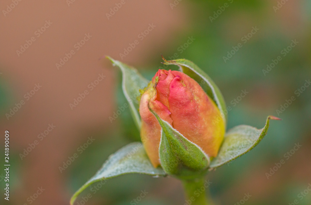 Pimpollo de rosa color amarillo y tonos naranjas y rojos, fondo buen ...