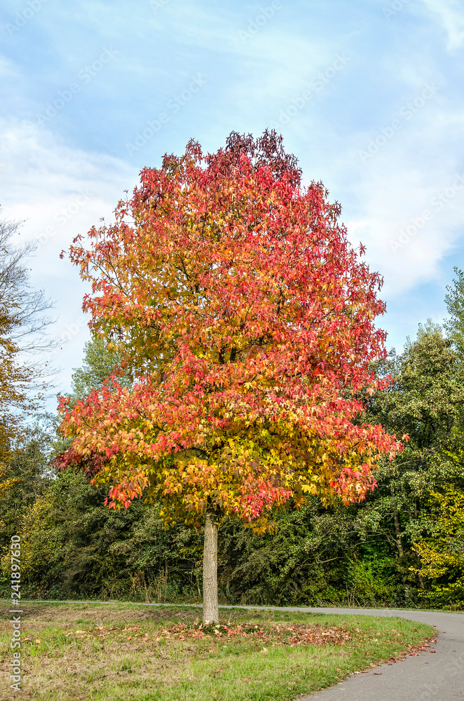 Sweet gum tree (liquidambar styraciflua) in vibrant colors next to a ...