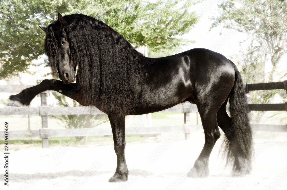 Photo & Art Print black stallion with long mane in sand dust doing ...