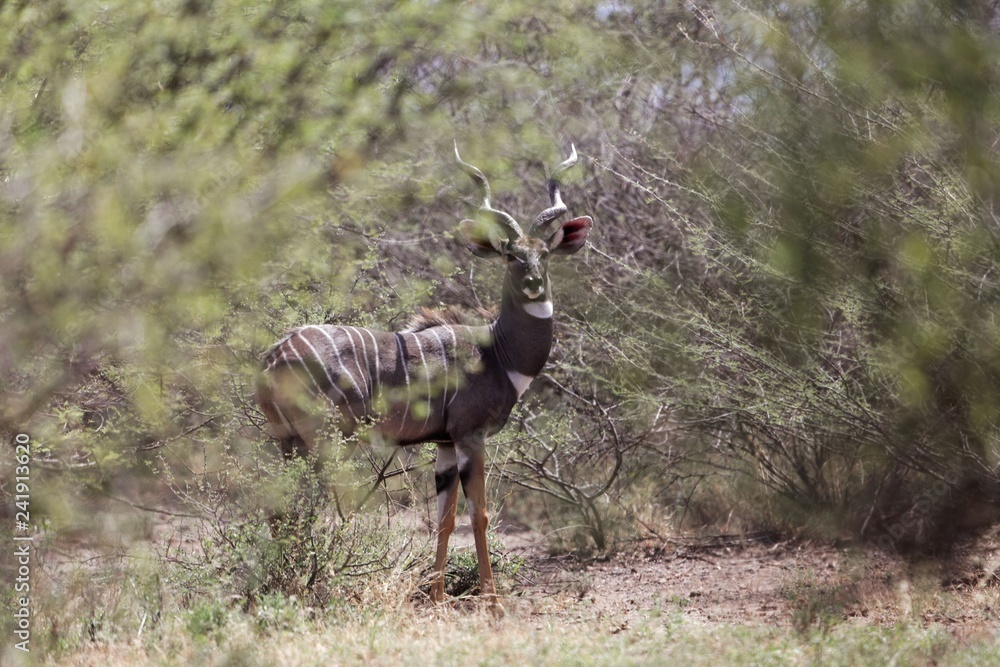 Lesser Kudu Vs Greater Kudu
