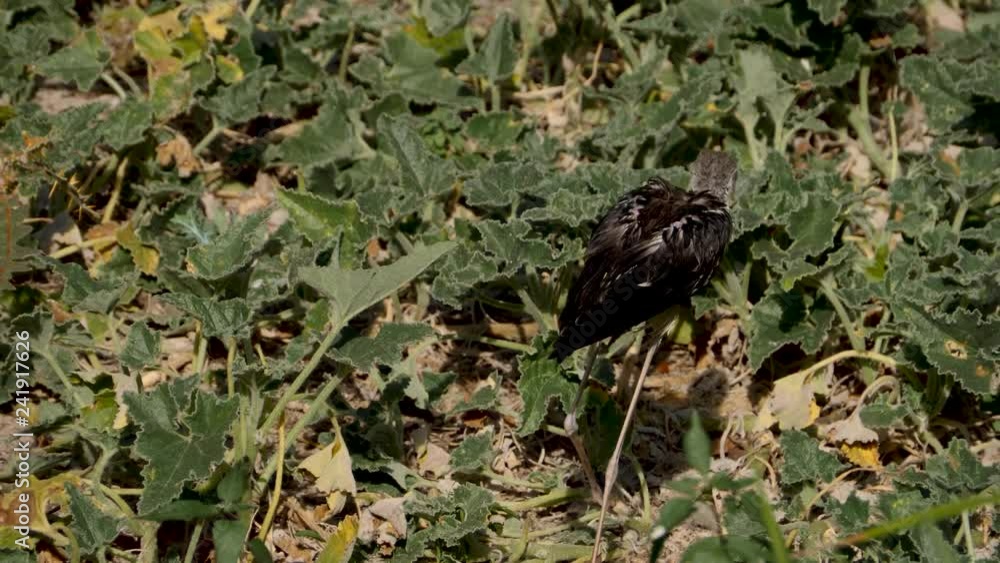 A small wading bird flaps its wings and hops up and then walks through ...