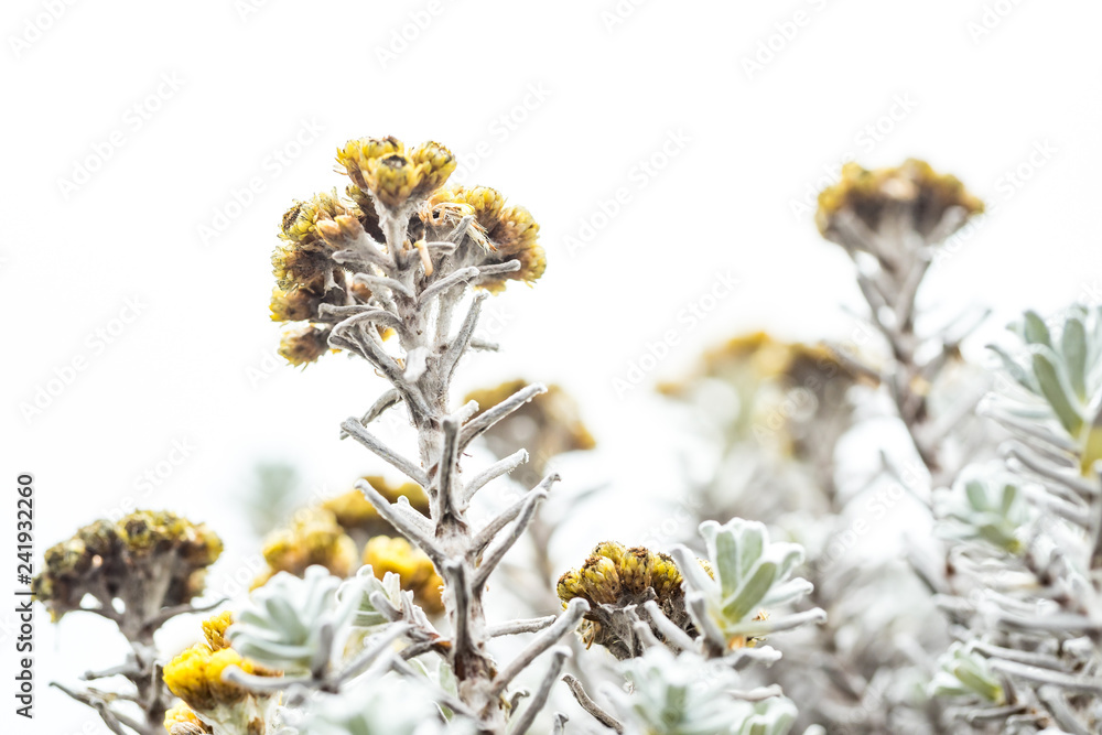 Button Like Yellow Wild Flowers