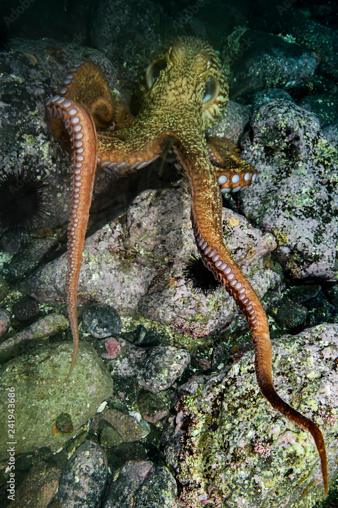North Pacific Giant Octopus