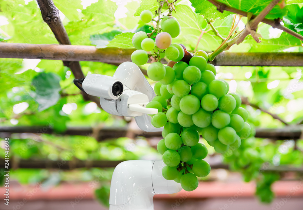 smart robotic farmers grape in agriculture futuristic robot automation ...