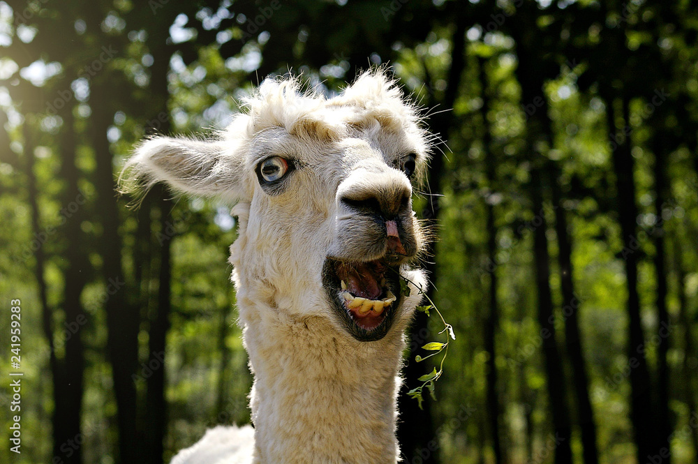 Llama in the zoo. Funny smiling lamma with mouth open chewing green ...
