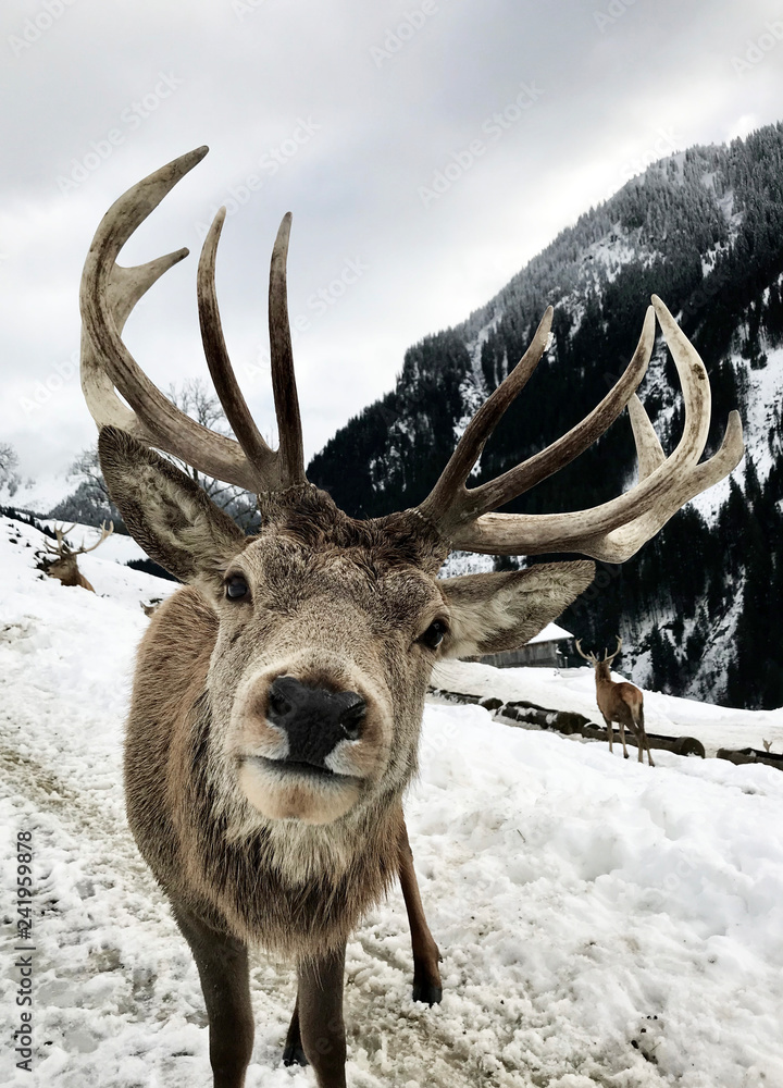 Hirsch Stock Photo | Adobe Stock