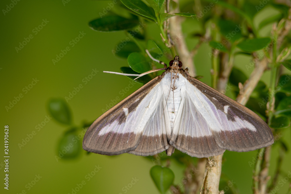 Boxwood borer moth sits on boxwood, Box tree moth sits on box tree ...