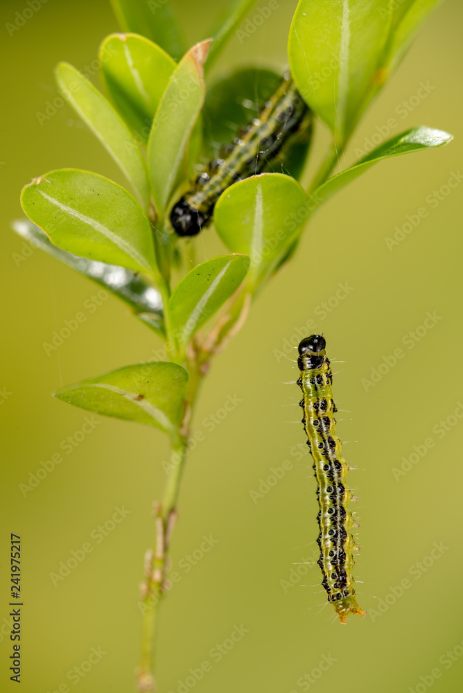 Wunderbar Buchsbaum Befall Raupen Bek%C3%A4Mpfen Bild