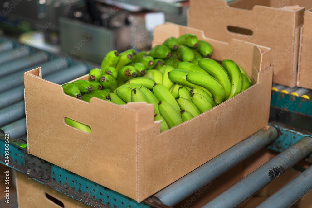banana box full of ripe green banana in packaging chain . Stock-Foto ...