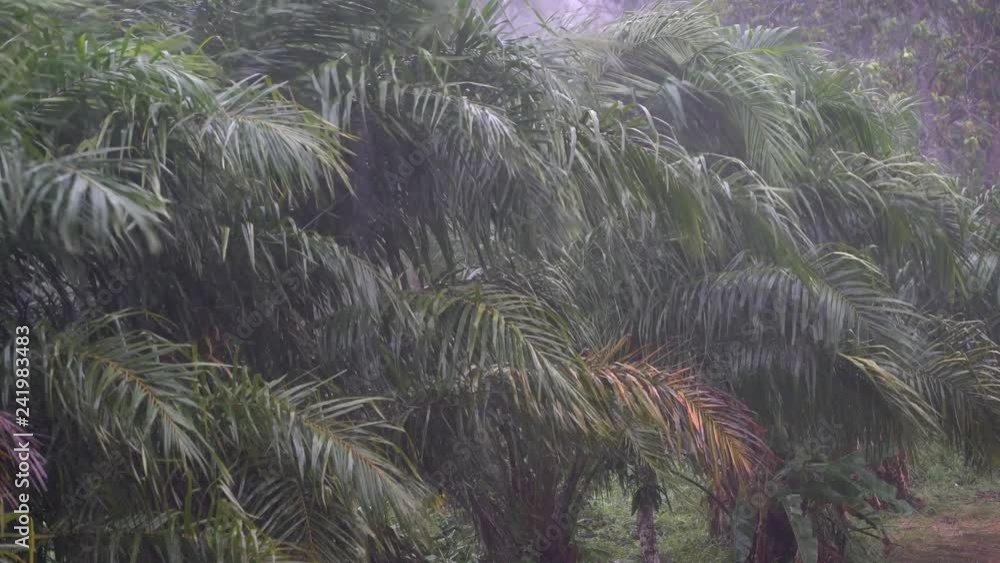 Tropical rain drops falling on green leaves, Thailand. Strong extreme ...