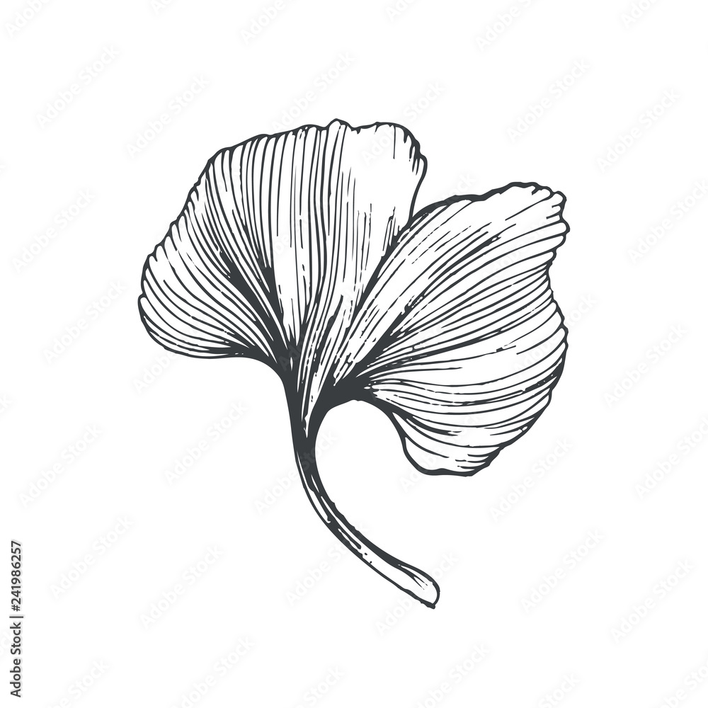 Vector beautiful ginkgo leaf drawing in line-art style isolated on ...