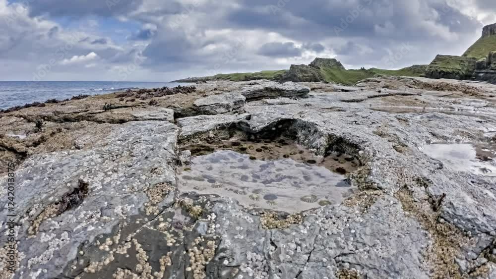 Rare Dinosaur footprint of the sauropod-dominated tracksite from Rubha ...