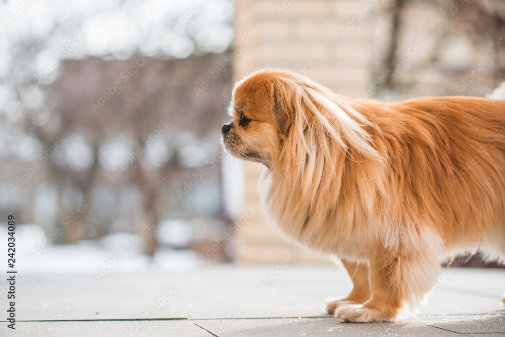 Sad alone golden dog waiting his owner outside, life of pets ...