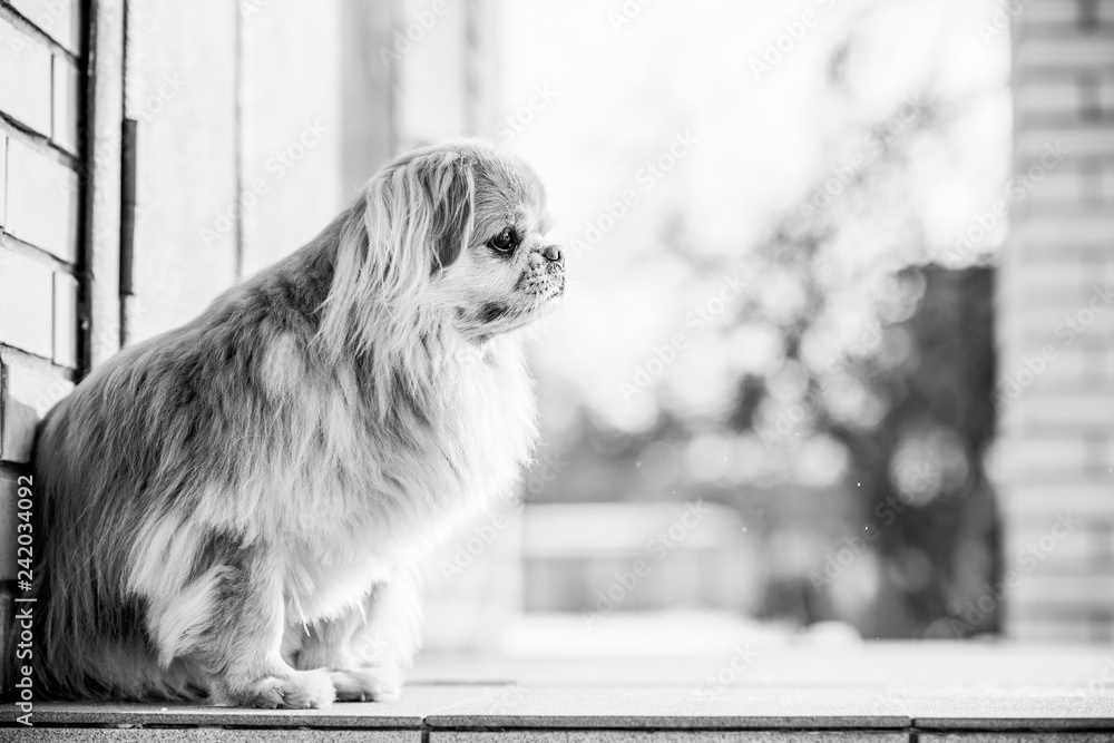 Sad alone golden dog waiting his owner outside, life of pets ...