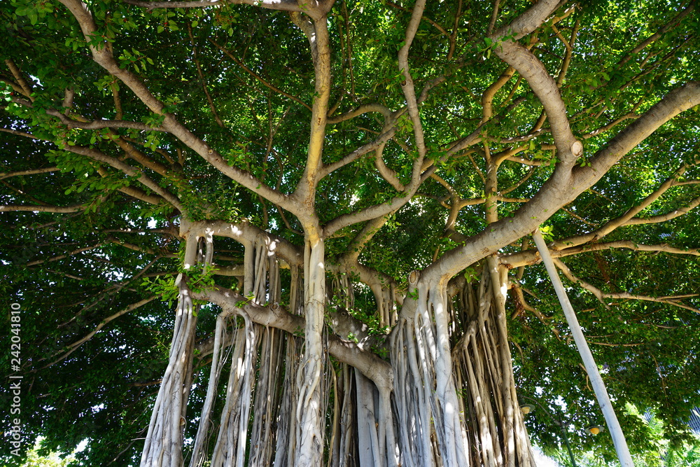 View of a large historic banyan tree in Kuhio Beach Park near Waikiki ...