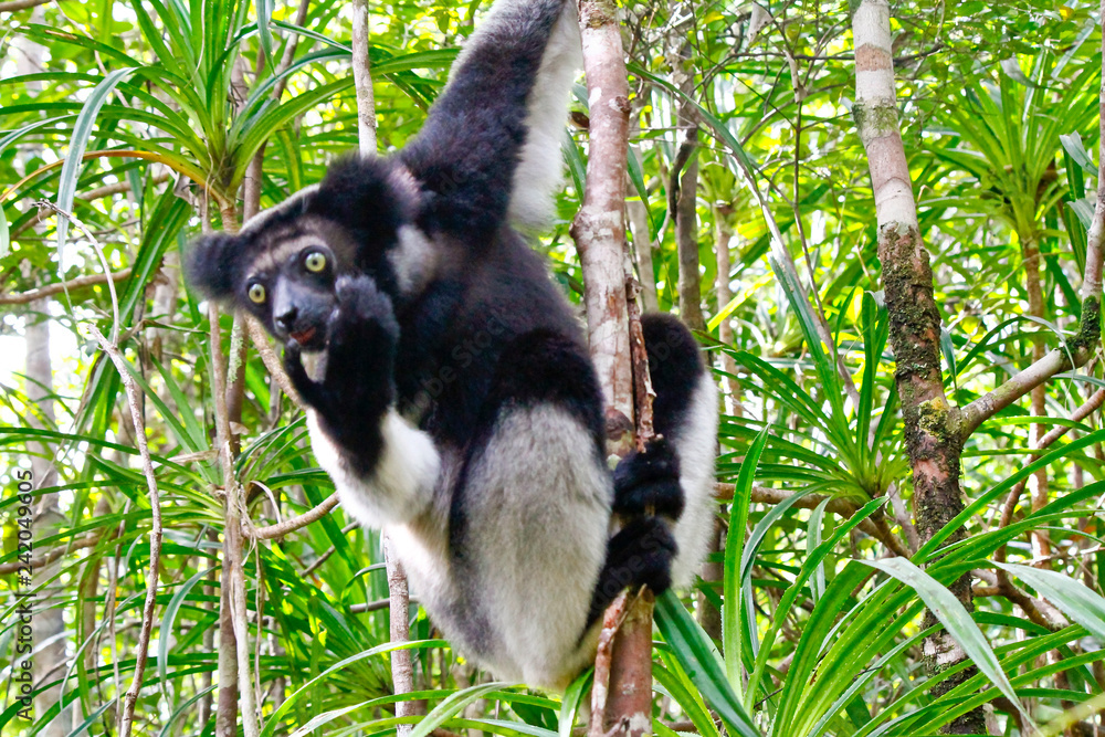 Foto de Beautiful image of the Indri lemur (Indri Indri) sitting on ...