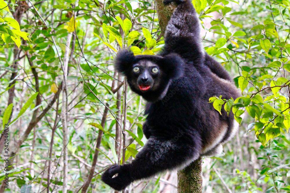Beautiful image of the Indri lemur (Indri Indri) sitting on tree in ...