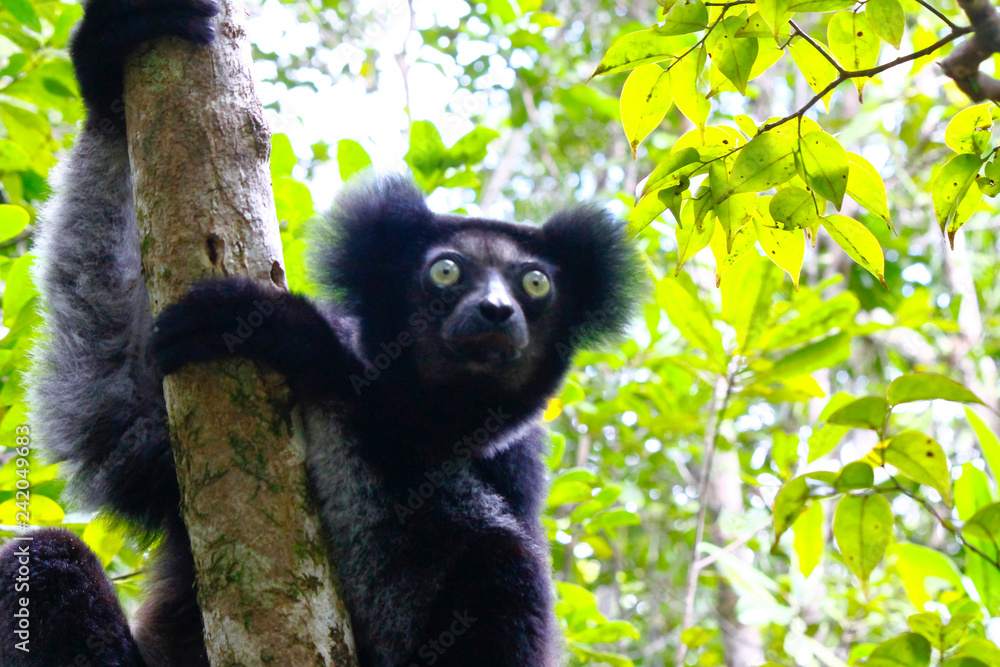 Beautiful image of the Indri lemur (Indri Indri) sitting on tree in ...
