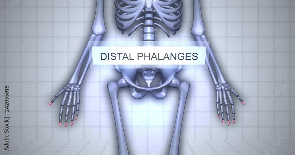 3D Human Anatomy Skeleton Visualization - Distal Phalanges Stock ビデオ ...