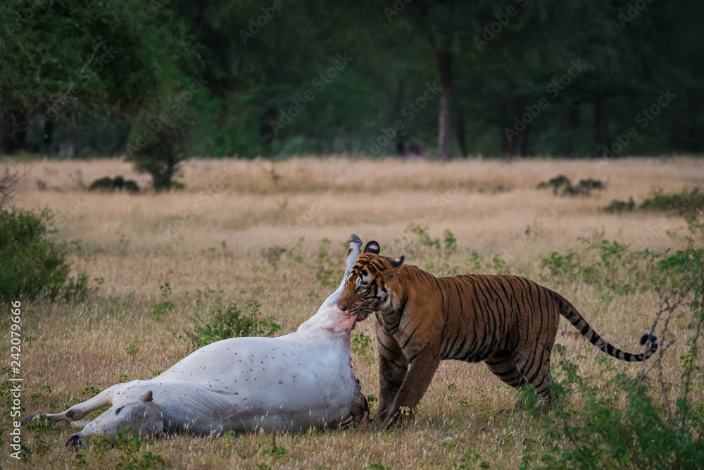 Tiger in nature habitat and killed cow in jungle.Wildlife scene with ...