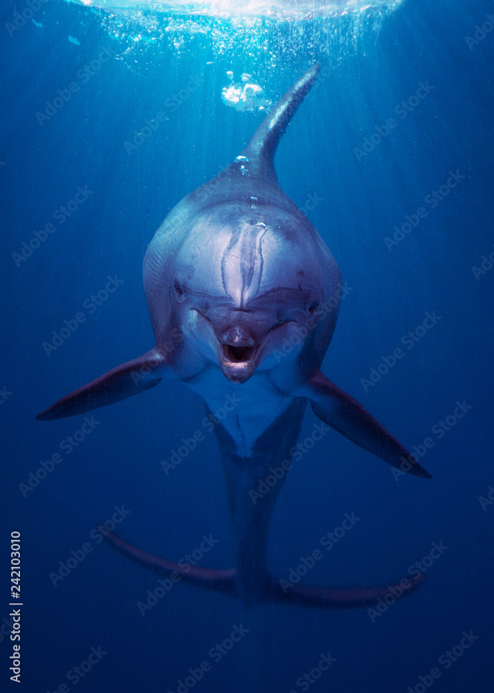 dolphin in aquarium Stock Photo | Adobe Stock