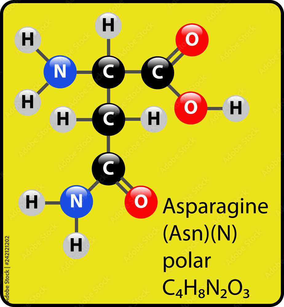 Asparagine Amino Acid Molecule Ball and Stick Structure Stock Vector ...