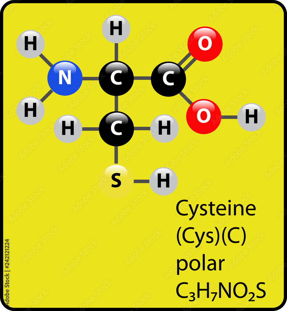 Cysteine Amino Acid Molecule Ball and Stick Structure Stock Vector ...