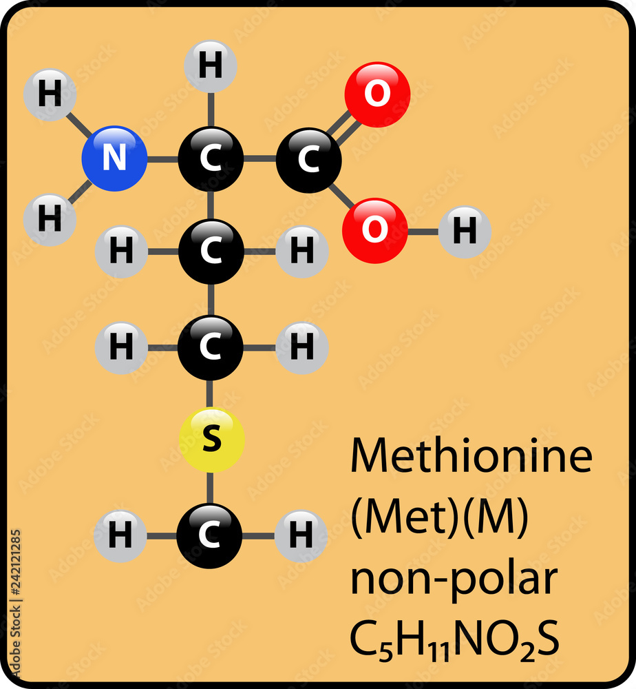Methionine Amino Acid Molecule Ball and Stick Structure Stock Vector ...