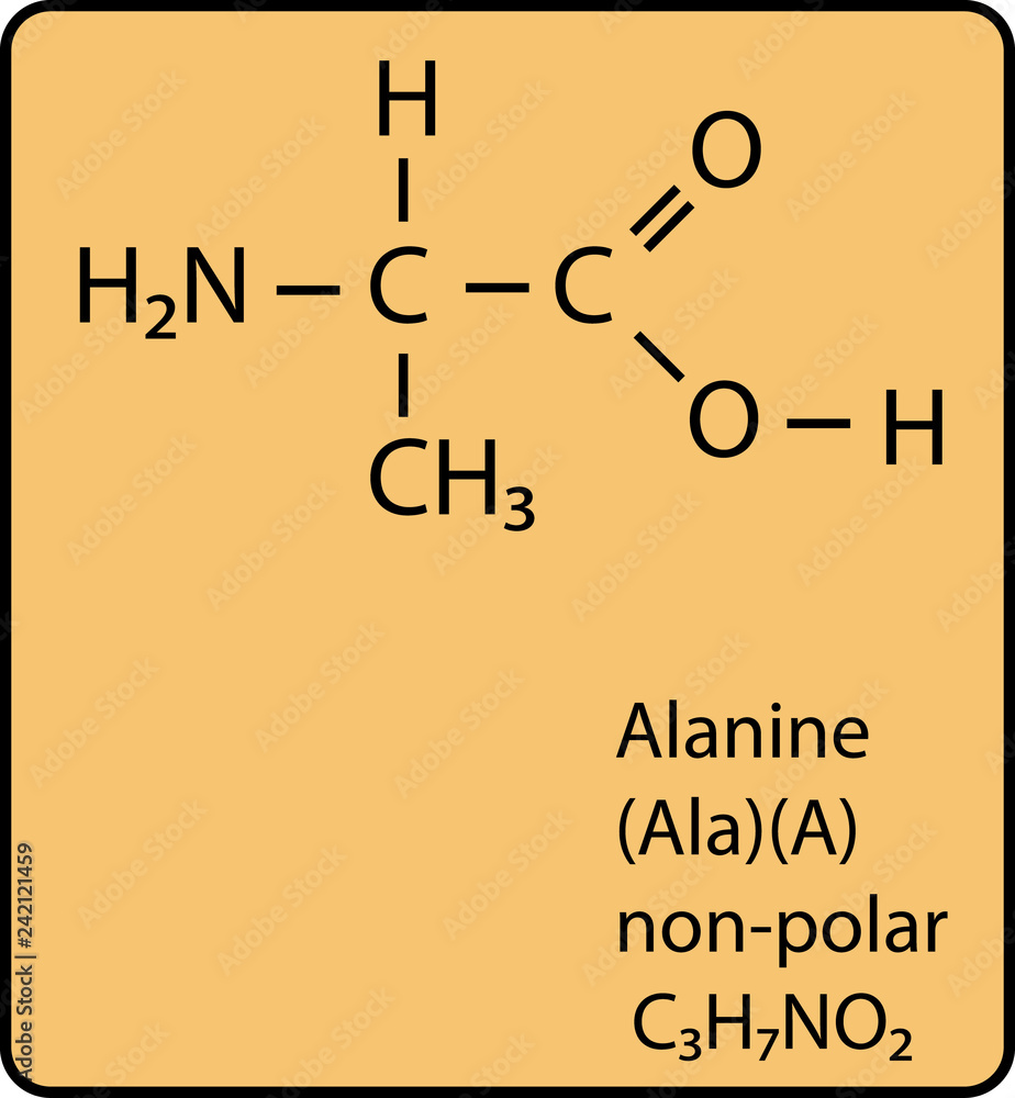 Alanine Amino Acid