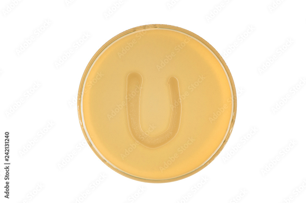 bacteria escherichia coli culture on plate in shape letter u Stock ...