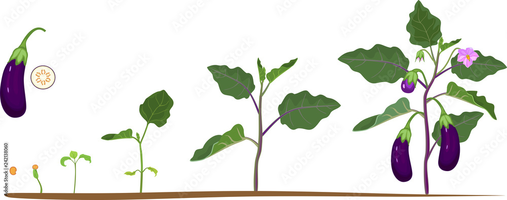 Life cycle of eggplant. Growth stages from seeding to flowering and ...