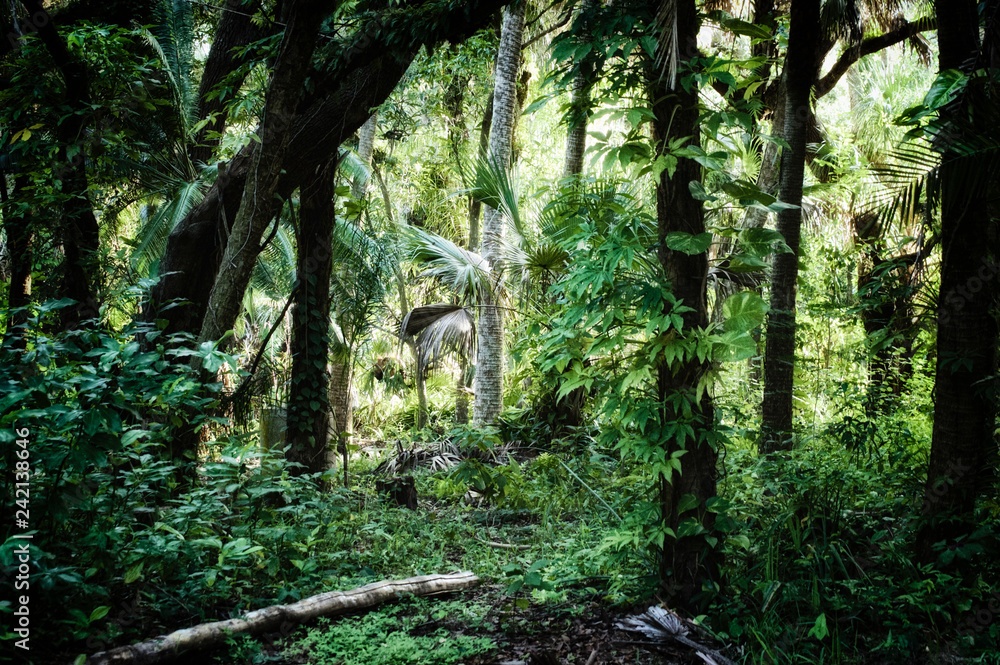 Early morning view of inside of a subtropical forest wilderness area in ...