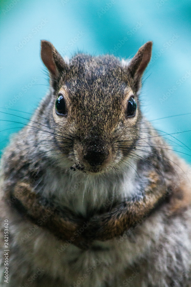 Squirrel Face Close Up