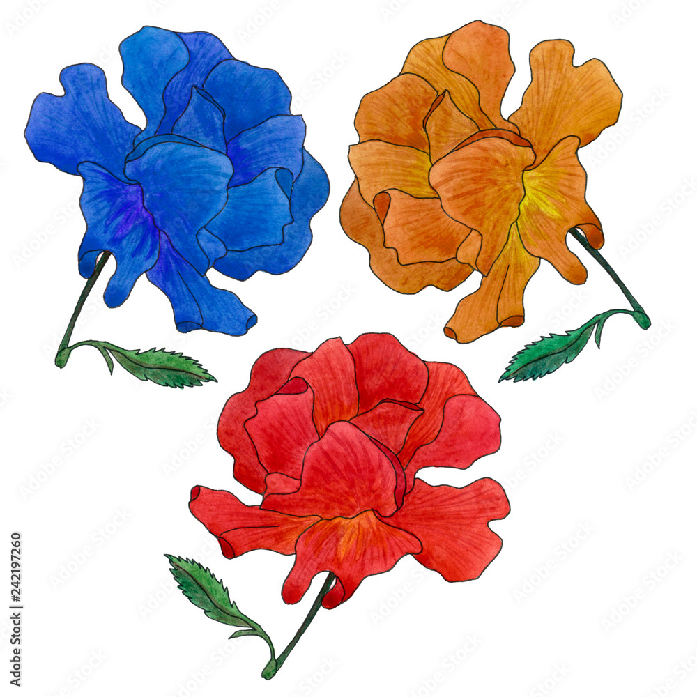 Beautiful blue, yellow and red rose flower isolated on white background ...