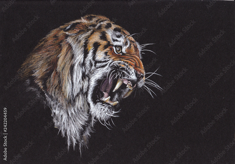 Tiger grin. Hand made drawing. Tiger roaring illustration. Stock ...