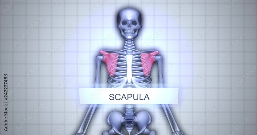 3D animated medical skeleton animation - Scapula Bone Stock Video ...