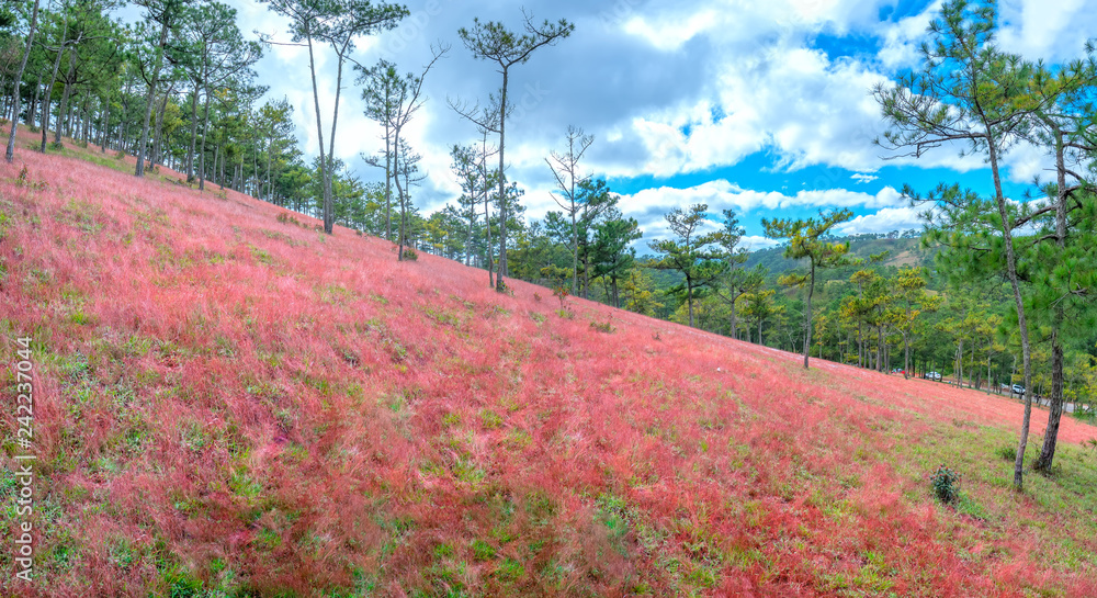 Amazing landscape at Da Lat, Vietnam pink grass hill contrast with pine ...