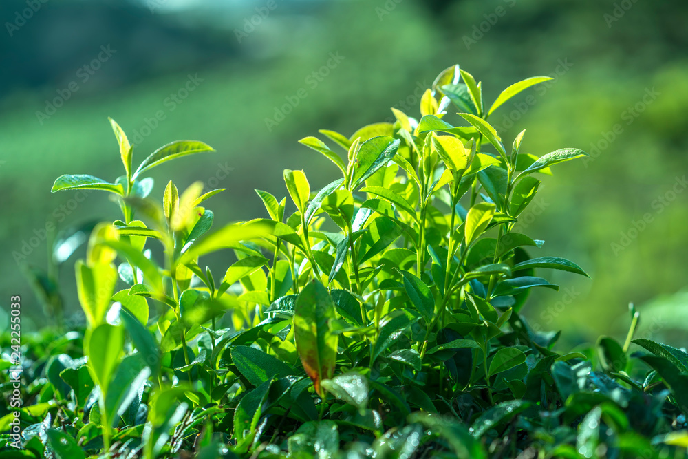 Tea leaves rise in the early sun with green buds, they are used as anti ...