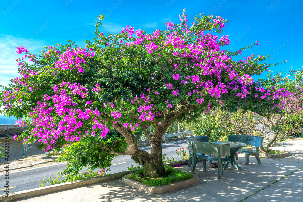 Bougainvillea tree colorful purple blooms under the bright morning sun ...