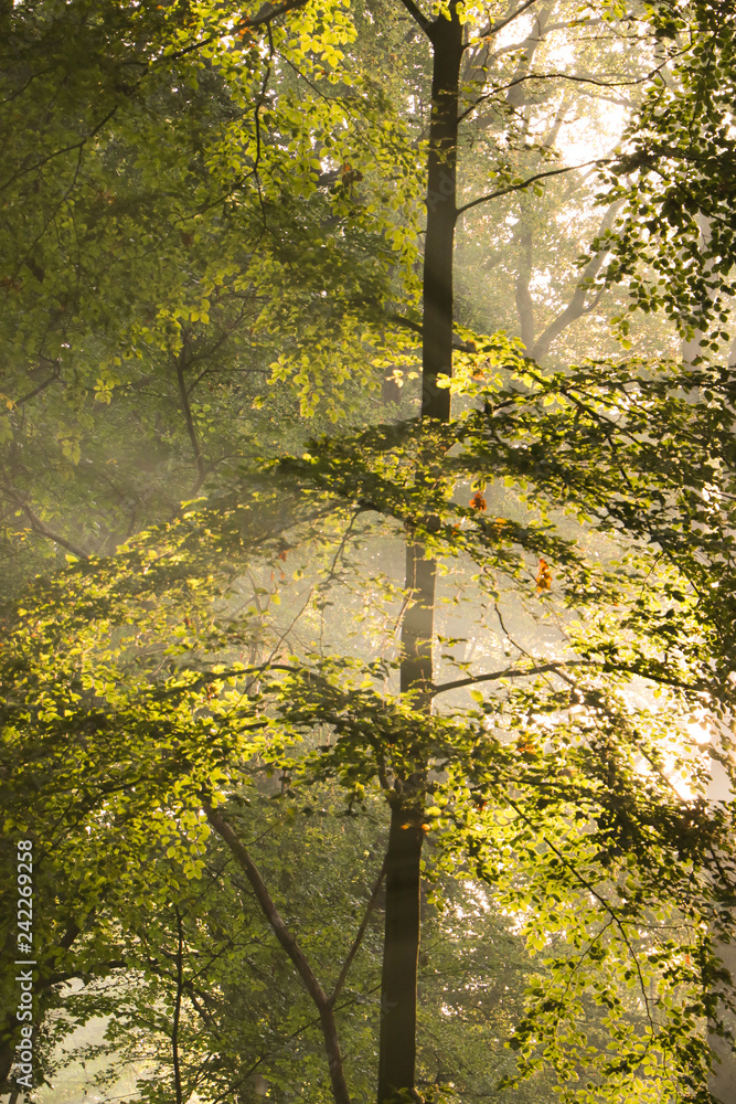 Early morning light shining through the foliage of beech trees in ...