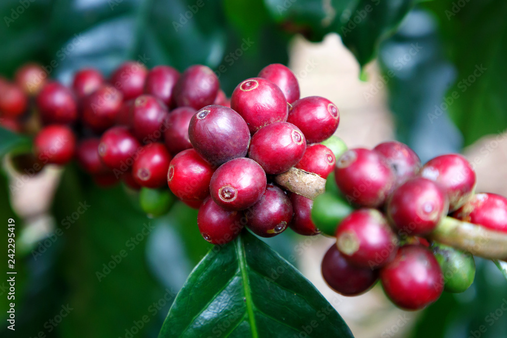 Robusta Coffee Tree