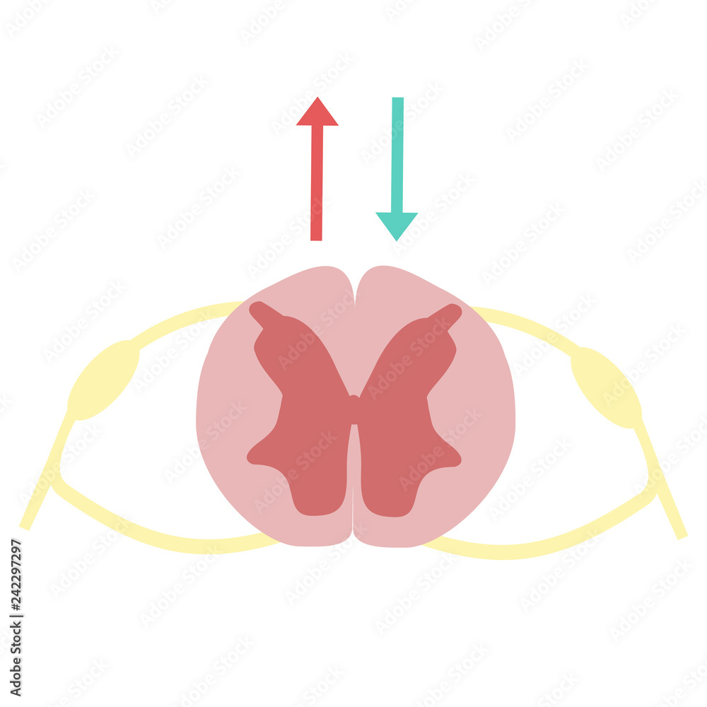 Anatomy Of Ascending And Descending Tracts Stock Vector Adobe Stock