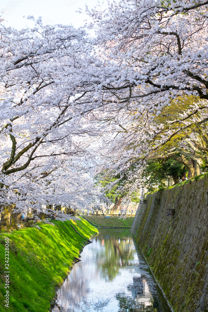Sakura cherry blossoms trees on small Japanese stone canal next to ...