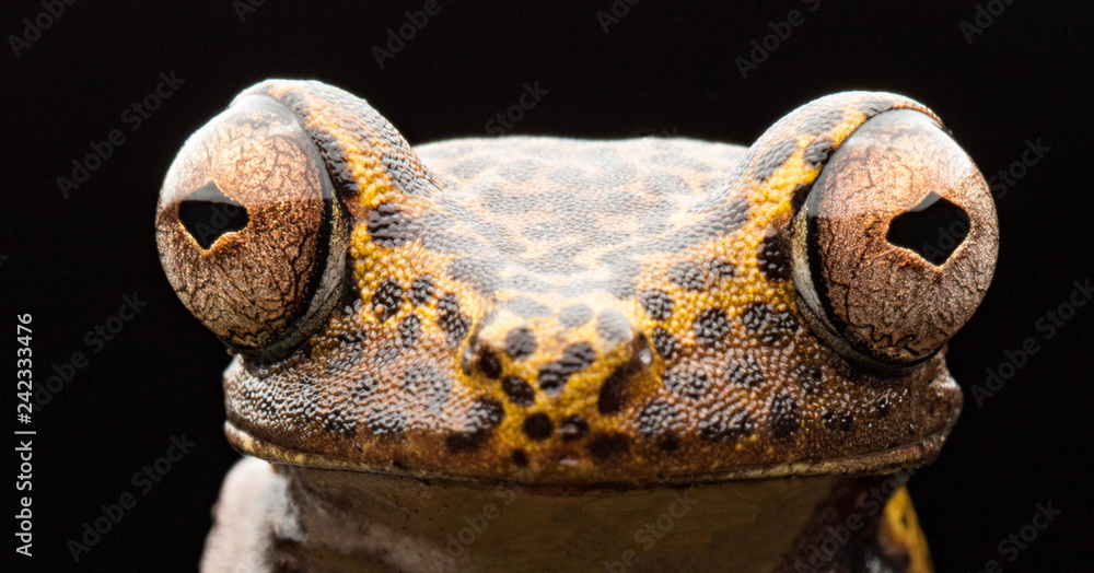 big frog eyes of the tropical treefrog Boana geografica Stock Photo ...
