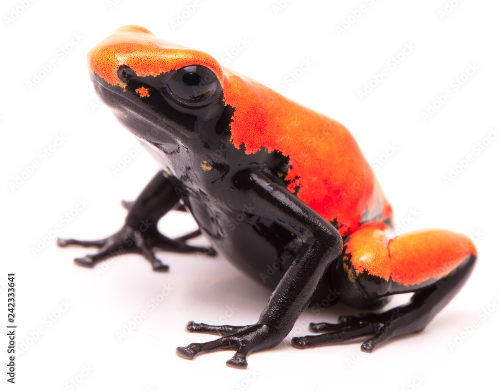 Adelphobates galactonotus, orange red splash backed or splashback ...