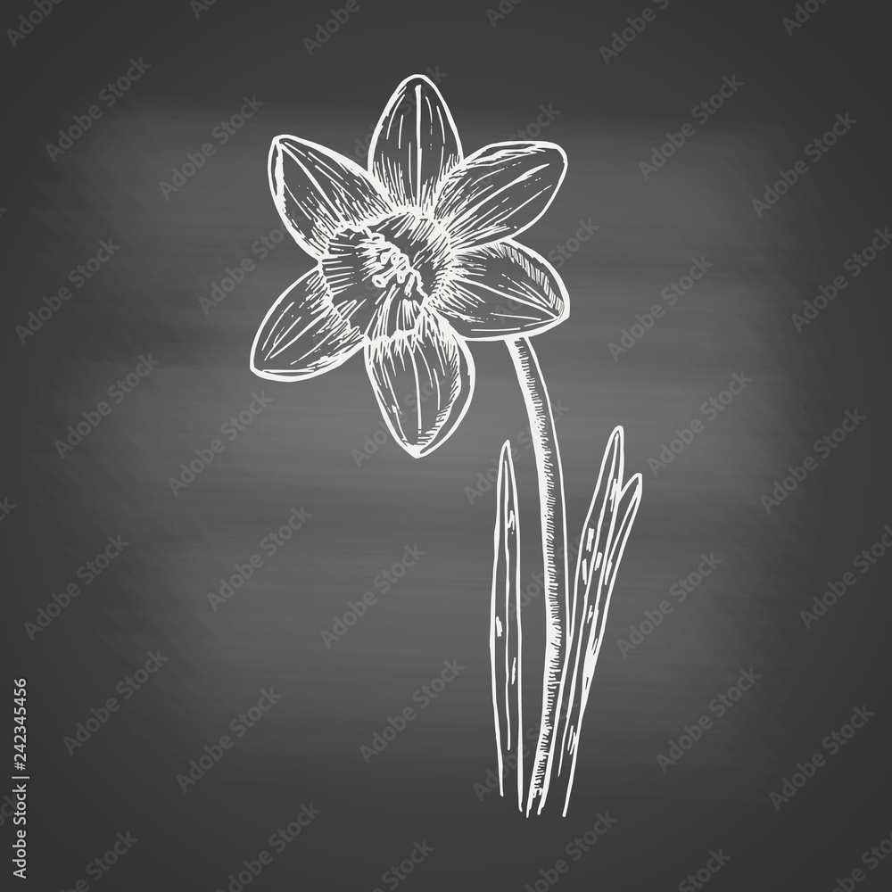 Daffodil - chalk drawing on the blackboard. Hand drawn sketch in ...