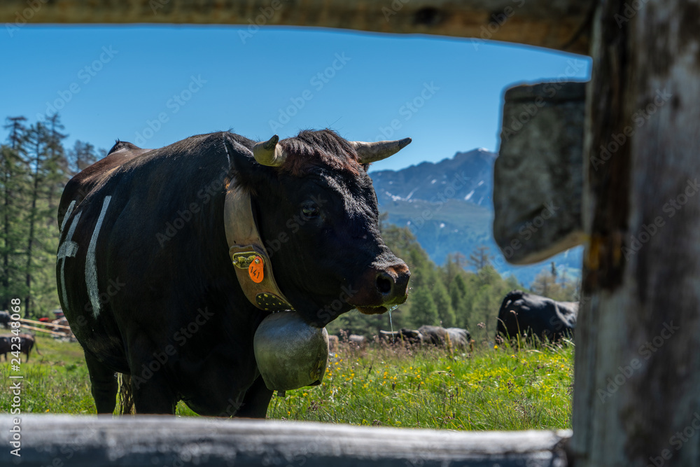 Eringer Kuh auf der Alpe Stock Photo | Adobe Stock